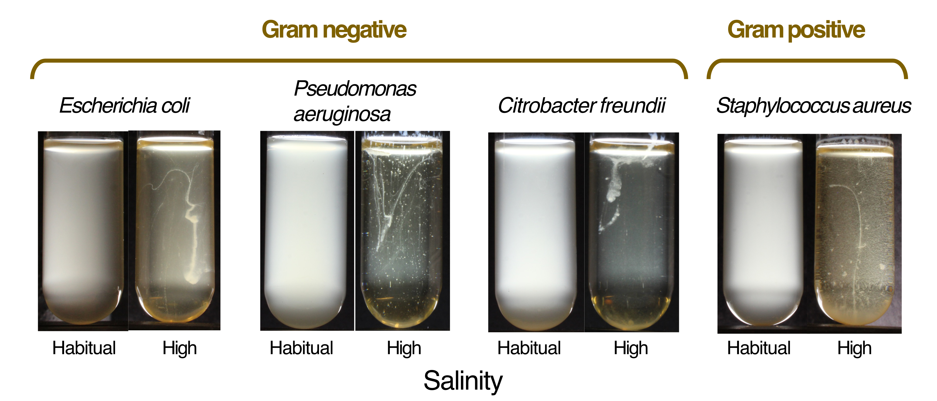 Evolution of multicellularity – The Lind Lab at Umeå University